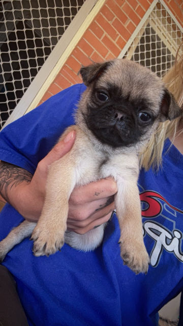 Only 2 Beautiful pug puppies purebred ready in 10 days | Dogs & Puppies ...