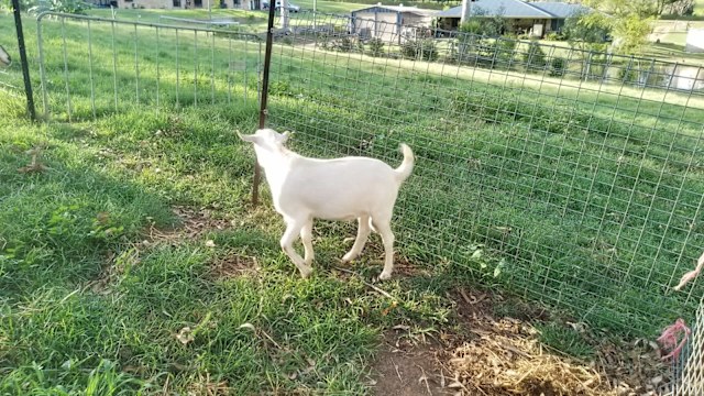 Male Boer X Alpine goat | Livestock | Gumtree Australia Somerset Area ...