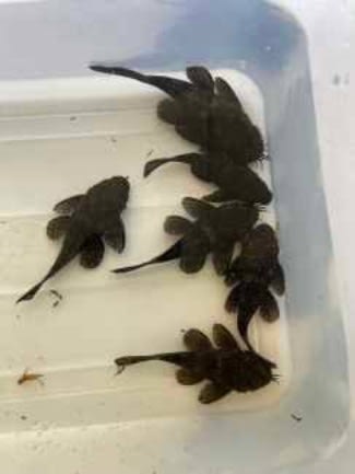 PEPPERMINT CATFISH PLECOS | Fish | Gumtree Australia Brisbane South ...