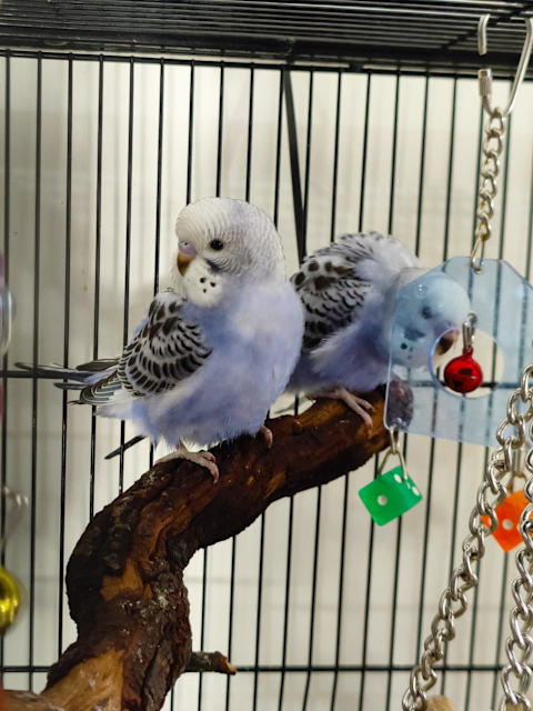 Very cute young budgies! | Birds | Gumtree Australia Morphett Vale Area ...