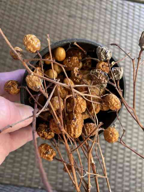 Australian White Cedar Tree SEEDS Beautiful tree Fast grower & easy ...