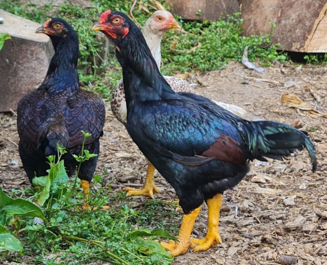 Indian Game young rooster/pair dark | Livestock | Gumtree Australia ...