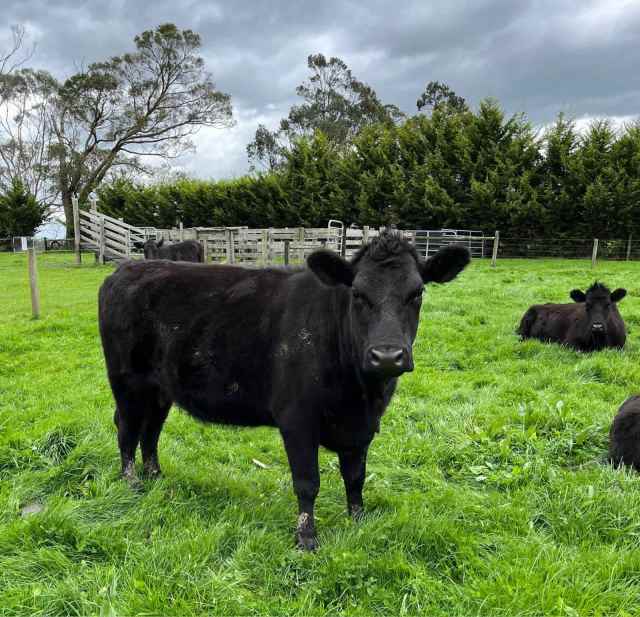 12 x Angus Cows, $2,000 each | Livestock | Gumtree Australia South ...
