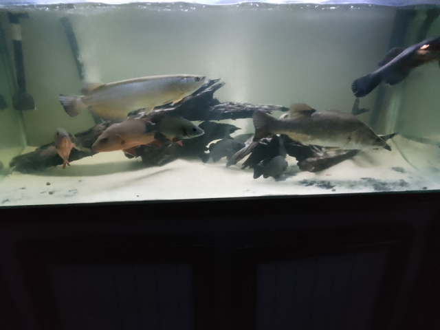 40cm Southern Saratoga | Fish | Gumtree Australia Maroochydore Area ...