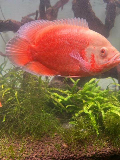 Chilli Oscar | Fish | Gumtree Australia Gosford Area - Gosford | 1332683472