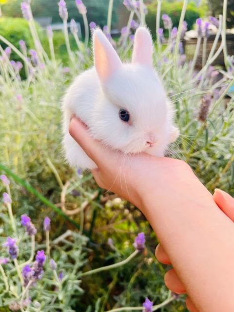 Netherland Dwarf rabbit | Rabbits | Gumtree Australia Boroondara Area ...