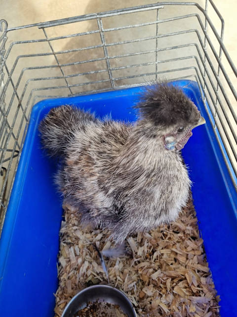 Silkie Roo | Birds | Gumtree Australia Gympie Area - Gympie | 1332762307