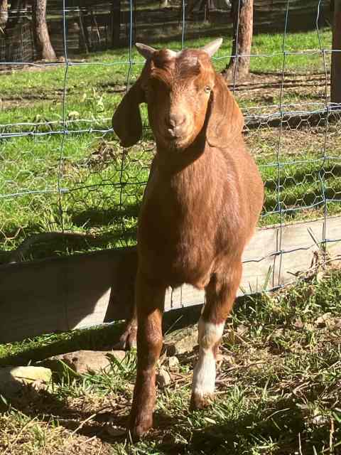 2 kalahari red billy goats for sale | Livestock | Gumtree Australia ...