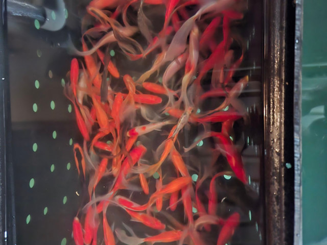 goldfish and koimets | Fish | Gumtree Australia Kalamunda Area ...