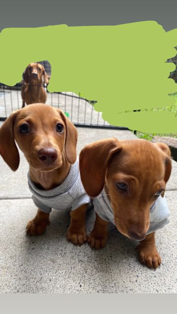 *1F & 1M left* Pure Mini Dachshund puppies | Dogs & Puppies | Gumtree ...