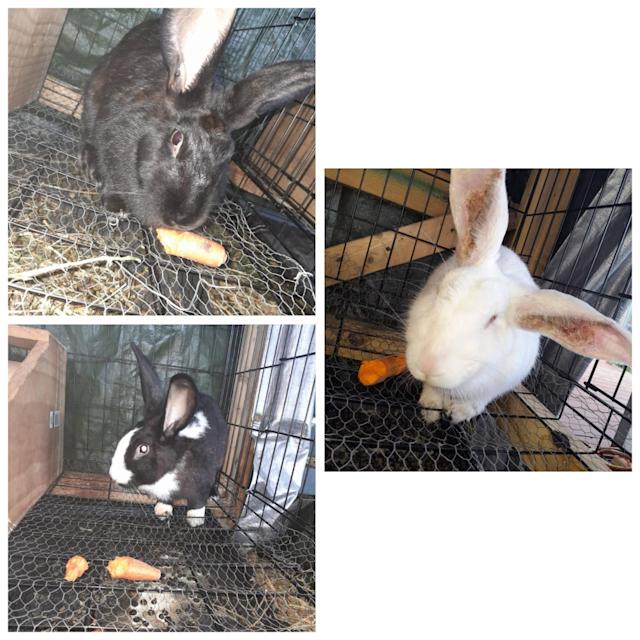 NEW ZEALAND RABBITS | Rabbits | Gumtree Australia Tamworth City ...