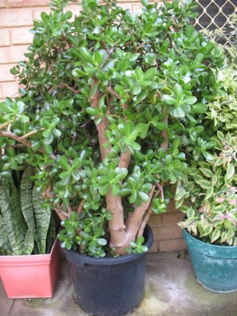 Potted beautiful jade and money plants for sale - Plants in Mirrabooka ...
