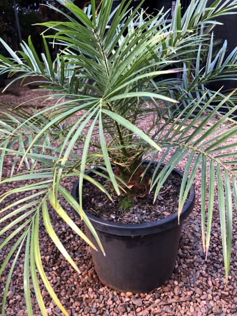 Dwarf Date Palm Bonsai