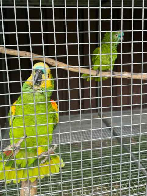 Breeding pair of blue fronted Amazons | Birds | Gumtree Australia ...