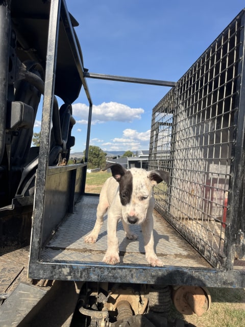 Bully boxer cattle | Dogs & Puppies | Gumtree Australia Warrumbungle ...