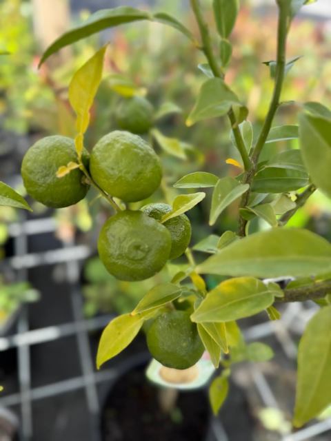 Yuzu ( Grafted Japanese Lime) Japanese Citron 25cm pots Fruiting ...