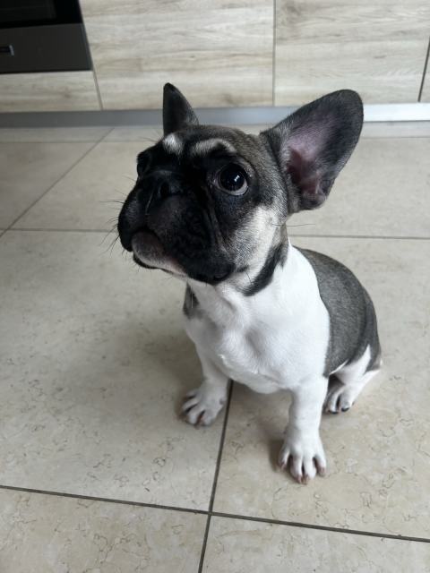 French Bulldog Puppy | Dogs & Puppies | Gumtree Australia Melbourne City - Melbourne CBD ...