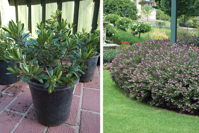 Hebe raspberry ripple in 14cm pots - Plants in Bundoora VIC | Gumtree ...