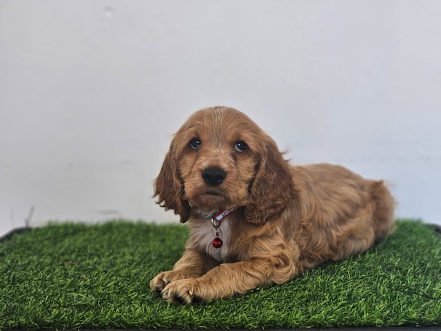 Beautiful English Cocker Spaniel Puppies (DNA tested parents) | Dogs ...