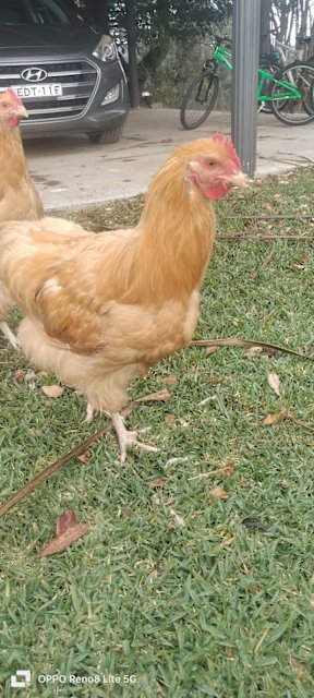 Buff Orpington Rooster/Cockerell | Livestock | Gumtree Australia ...