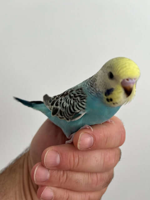 Budgie babies friendly | Birds | Gumtree Australia Melton Area - Melton ...