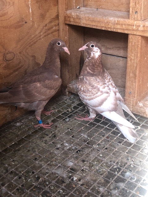 Pigeons Meuleman Racing | Birds | Gumtree Australia Parramatta Area ...