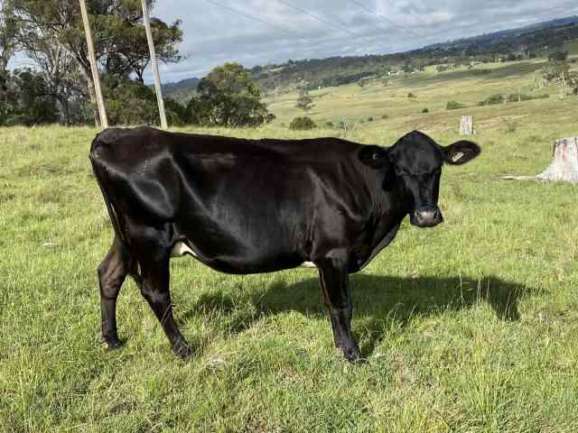Cattle/ Cows - young, very quiet and in calf. | Livestock | Gumtree ...