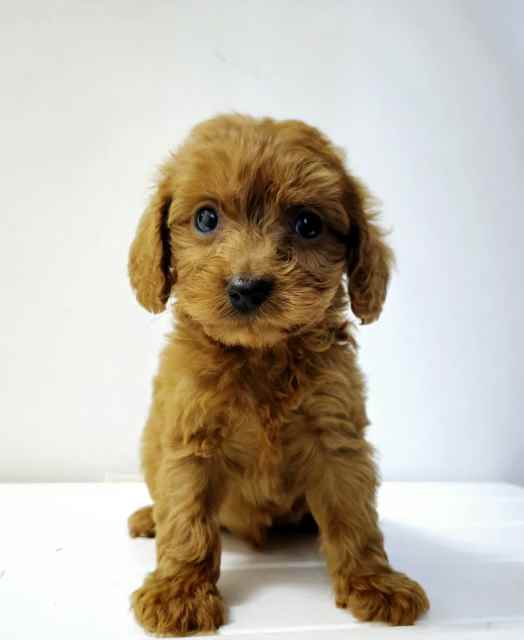 Beautiful Ruby Toy Cavoodle puppies | Dogs & Puppies | Gumtree ...