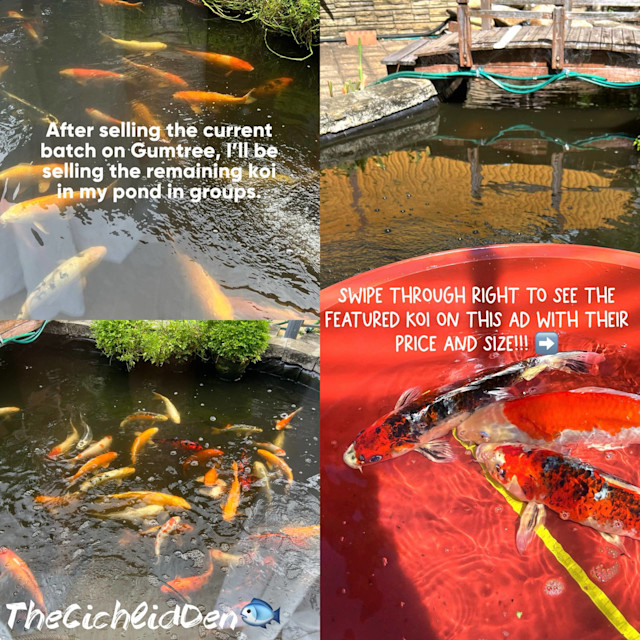 8 LARGE KOI LEFT FOR SALE! 40+ KOI ARE SOLD! RAISED FROM FRY! $100-250 | Fish | Gumtree ...
