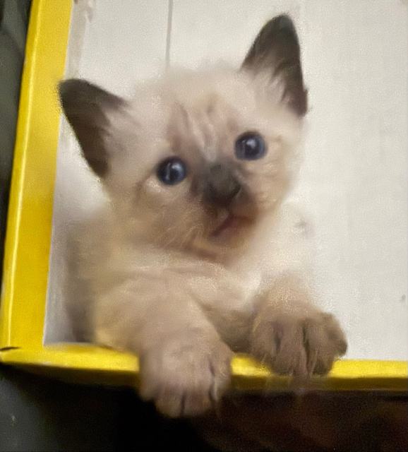 Siamese Kittens boys and girls | Cats & Kittens | Gumtree Australia ...