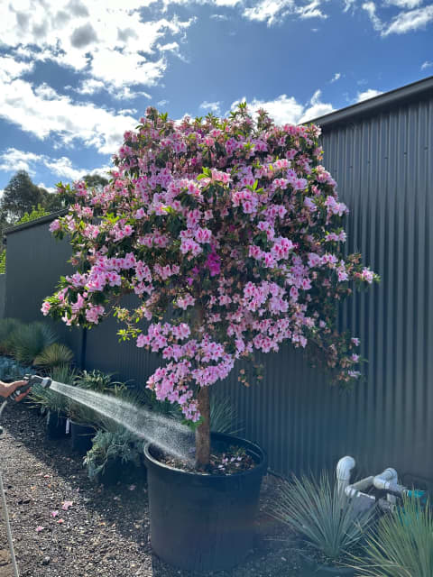 Alphonse Anderson Azalea Standard Tree - Plants in Camden South NSW ...