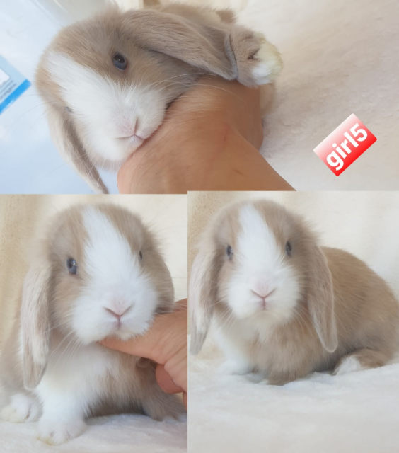 Pure Breed Mini Lop Baby Rabbits 💕 | Rabbits | Gumtree Australia ...