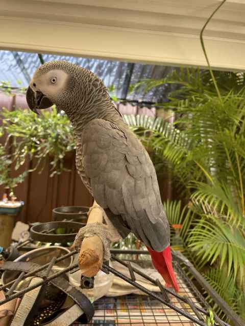 African Grey parrot Congo | Birds | Gumtree Australia Fairfield Area ...