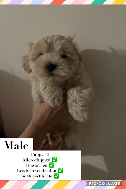 PUPPIES FOR SALE NEEDED GONE ASAP | Dogs & Puppies | Gumtree Australia ...