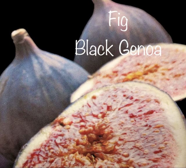 Fig - Black Genoa tree, about 90cm tall, ready to fruit $48 | Plants ...