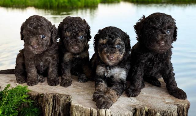 Toy poodle puppies. Chocolate phantom. DNA clear | Dogs & Puppies ...
