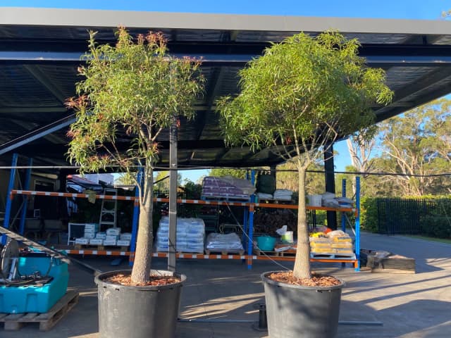 Queensland Bottle Trees in 100L & 200L Bags/ Pots - Plants in Camden ...