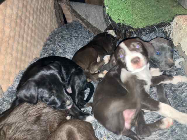 Irish wolfhound cross | Dogs & Puppies | Gumtree Australia Penrith Area ...