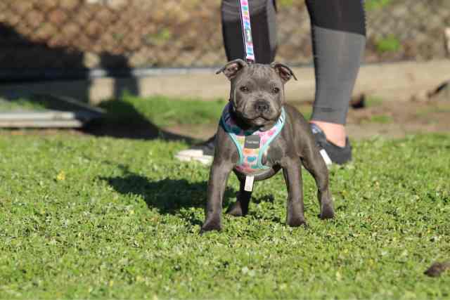 Staffordshire bull terrier female blue puppy English staffy | Dogs ...