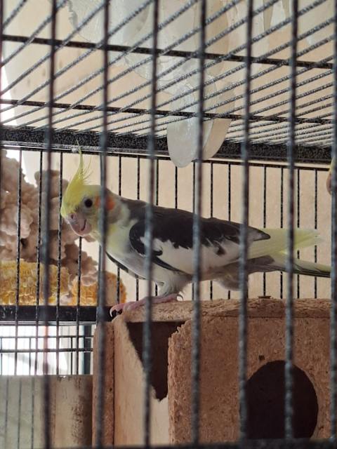 Pair of bonded Cockatiels/Weiros for sale | Birds | Gumtree Australia ...
