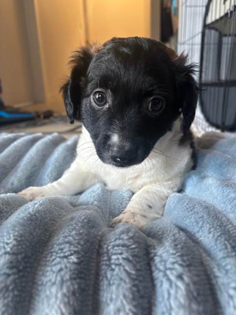 PRETTY LITTLE JACKY X FOXY | Dogs & Puppies | Gumtree Australia ...