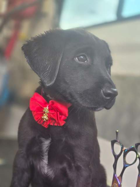 Labrador x she needs a forever home ASAP | Dogs & Puppies | Gumtree ...