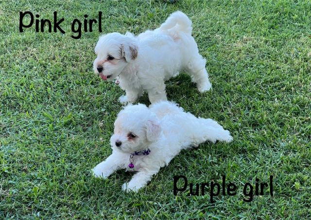 Maltese cross Toy poodle puppies (Moodle/Maltipoo) | Dogs & Puppies ...