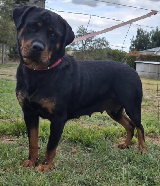rottweiler bob tail adult female | Dogs & Puppies | Gumtree Australia ...