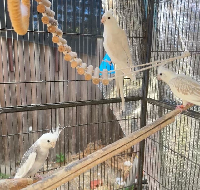 Weiros/cockatiel breeding pairs for sale | Birds | Gumtree Australia ...
