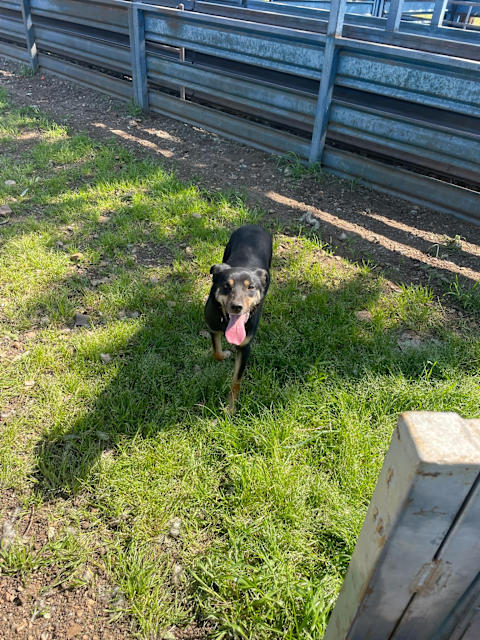 Pure Bred Papered Kelpie Bitch | Dogs & Puppies | Gumtree Australia ...