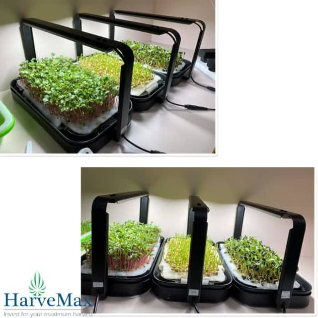Hydroponics Microgreen System With LED Grow Light Home Grow System ...
