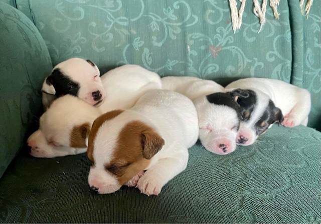 Mini foxy x Jack Russell | Dogs & Puppies | Gumtree Australia Bega ...