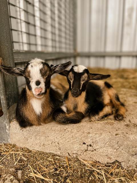 Nigerian Dwarf Herd Reduction | Livestock | Gumtree Australia Banana ...