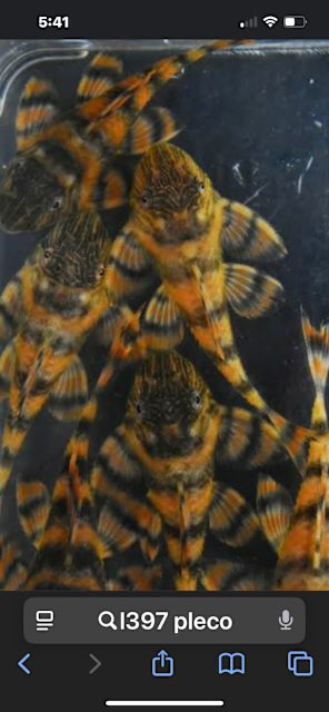L397 pleco | Fish | Gumtree Australia Pine Rivers Area - Kallangur ...